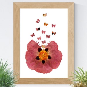 Pressed Flower Rock Rose Pink Digital Download Wall Art/ Home Decor - Etsy