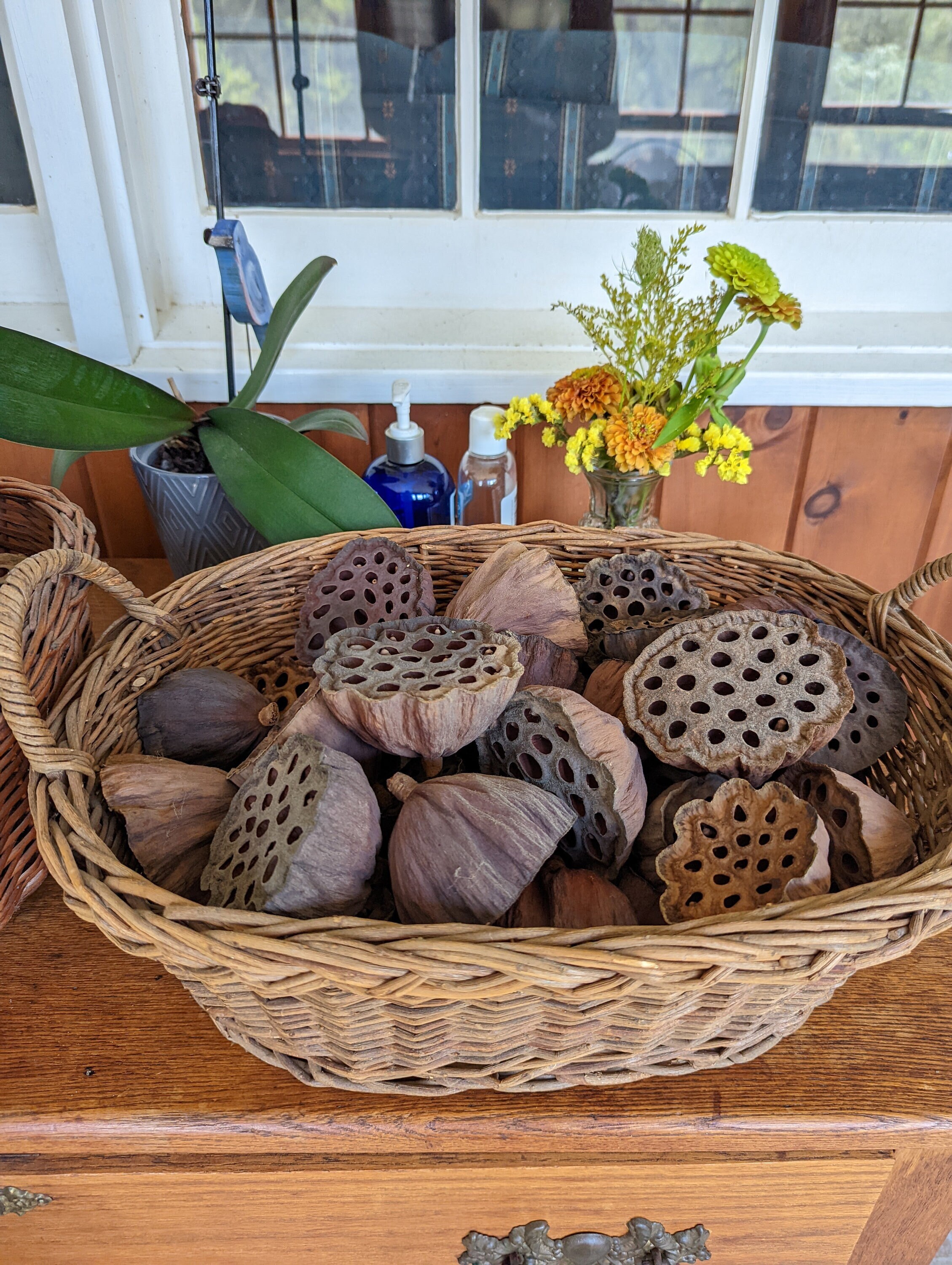 Dried Lotus Seed Pods