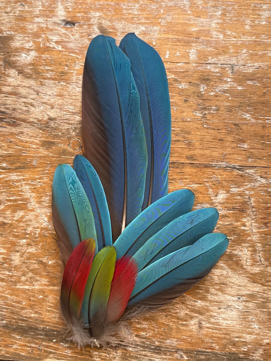 Lot of 10 Cruelty Free Green-wing Macaw Feathers, Happy Birds Feathers ...