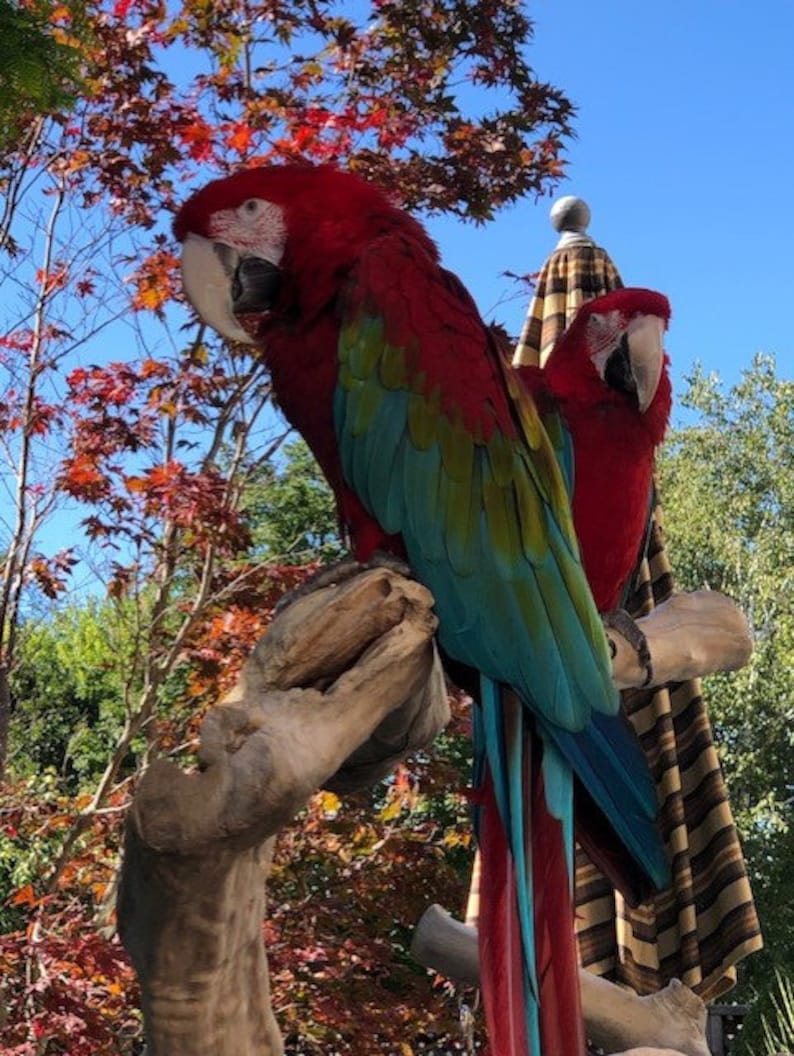 Set of 3, 810 Cruelty Free Green-wing Macaw Feathers, Happy Birds ...