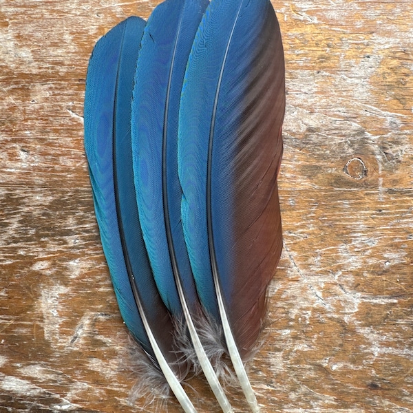Set of 3, 810 Cruelty Free Green-wing Macaw Feathers, Happy Birds ...