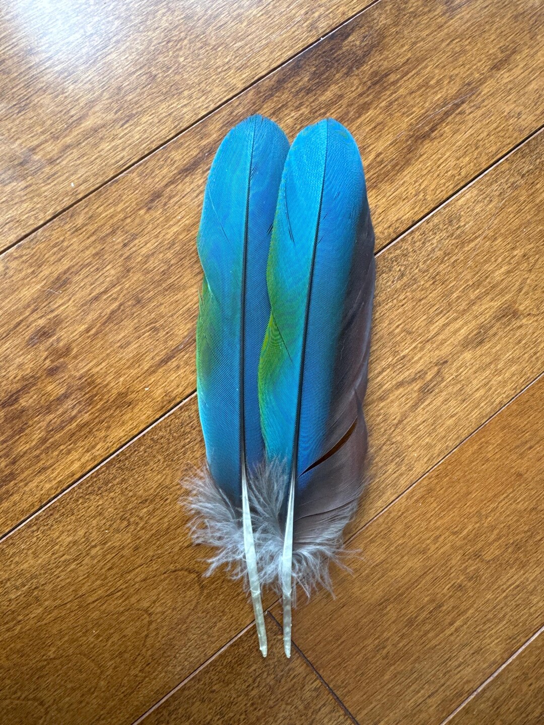 Set of 2 Cruelty Free Green-wing Macaw Feathers, Happy Birds Feathers ...