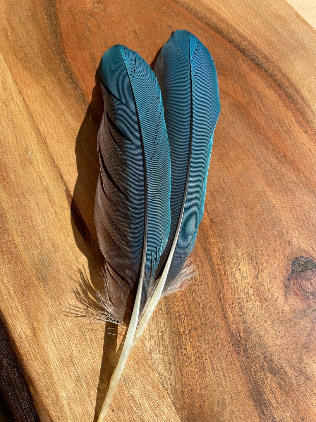 Set of 2 Cruelty Free Green-wing Macaw Feathers, Happy Birds Feathers ...