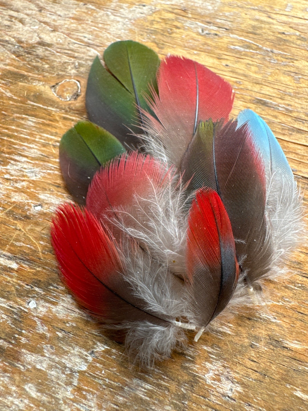 Bunch of Cruelty Free Green-wing Macaw Feathers, Happy Birds Feathers ...