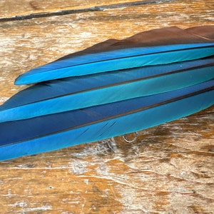 Set of 3, 810 Cruelty Free Green-wing Macaw Feathers, Happy Birds ...