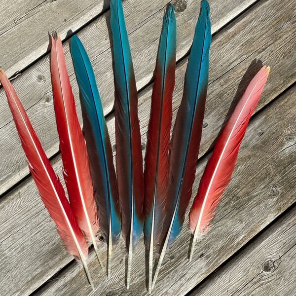 Exotic Feathers - Etsy