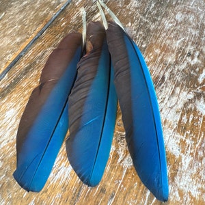 Set of 3, 810 Cruelty Free Green-wing Macaw Feathers, Happy Birds ...