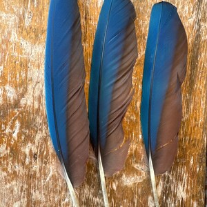 Set of 3, 810 Cruelty Free Green-wing Macaw Feathers, Happy Birds ...