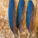 Set of 3, 810 Cruelty Free Green-wing Macaw Feathers, Happy Birds ...
