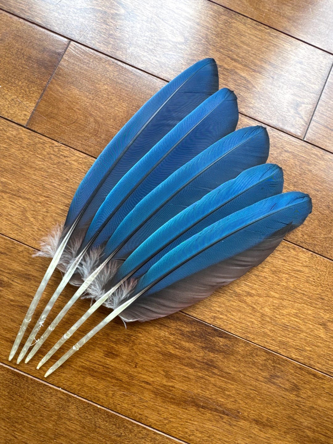 Set of 5 8"-10" Long Wing Feathers Cruelty Free Macaw Feathers, Smudge ...