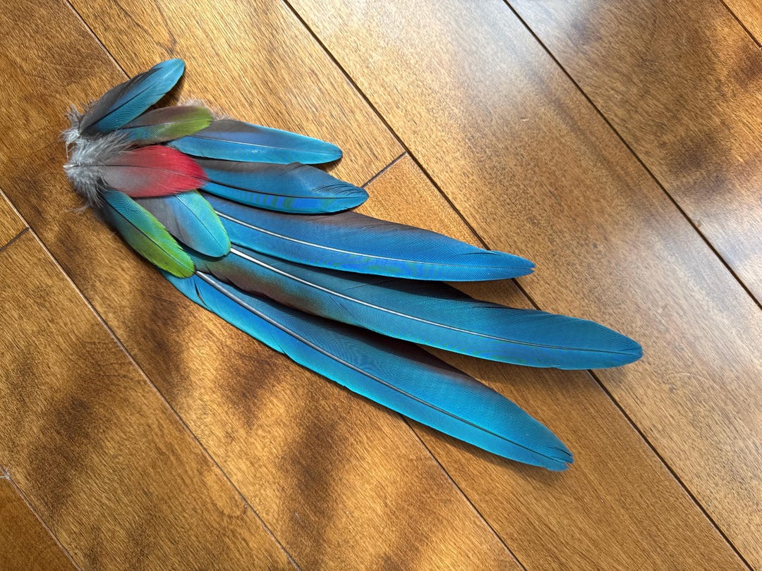 Set of 10 Cruelty Free Macaw Feathers, Tropical Feathers, Colorful ...