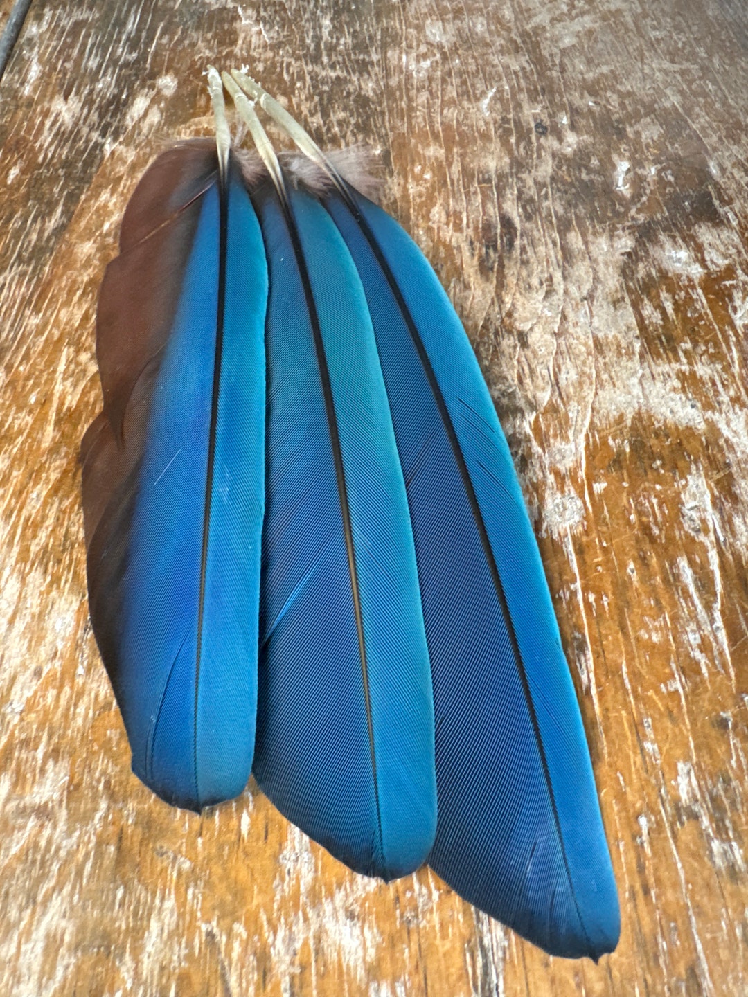 Set of 3, 810 Cruelty Free Green-wing Macaw Feathers, Happy Birds ...