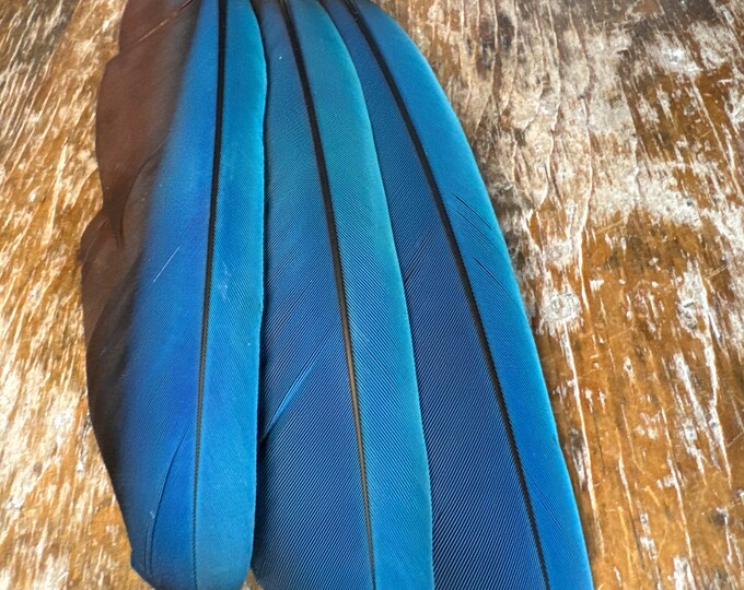 Set of 3, 810 Cruelty Free Green-wing Macaw Feathers, Happy Birds ...