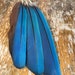 Set of 3, 810 Cruelty Free Green-wing Macaw Feathers, Happy Birds ...