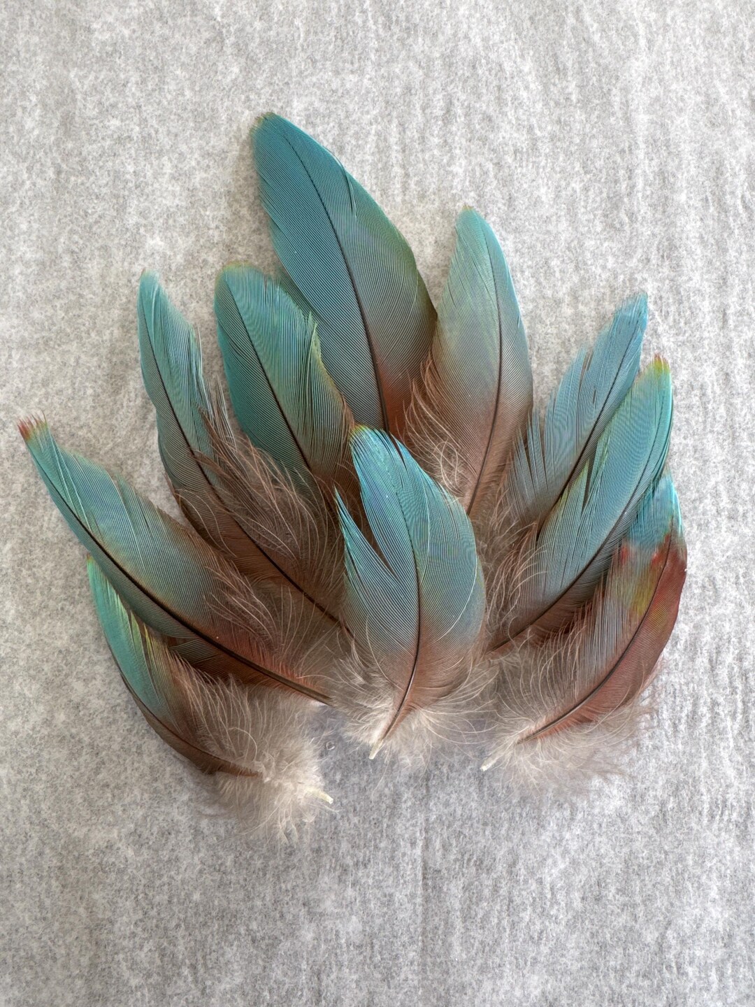 Punch of Cruelty Free Green-wing Macaw Feathers, Happy Birds Feathers ...