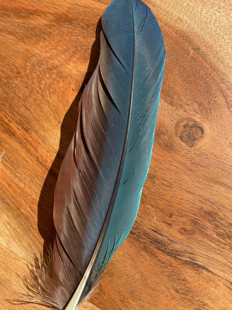 Set of 2 Cruelty Free Green-wing Macaw Feathers, Happy Birds Feathers ...