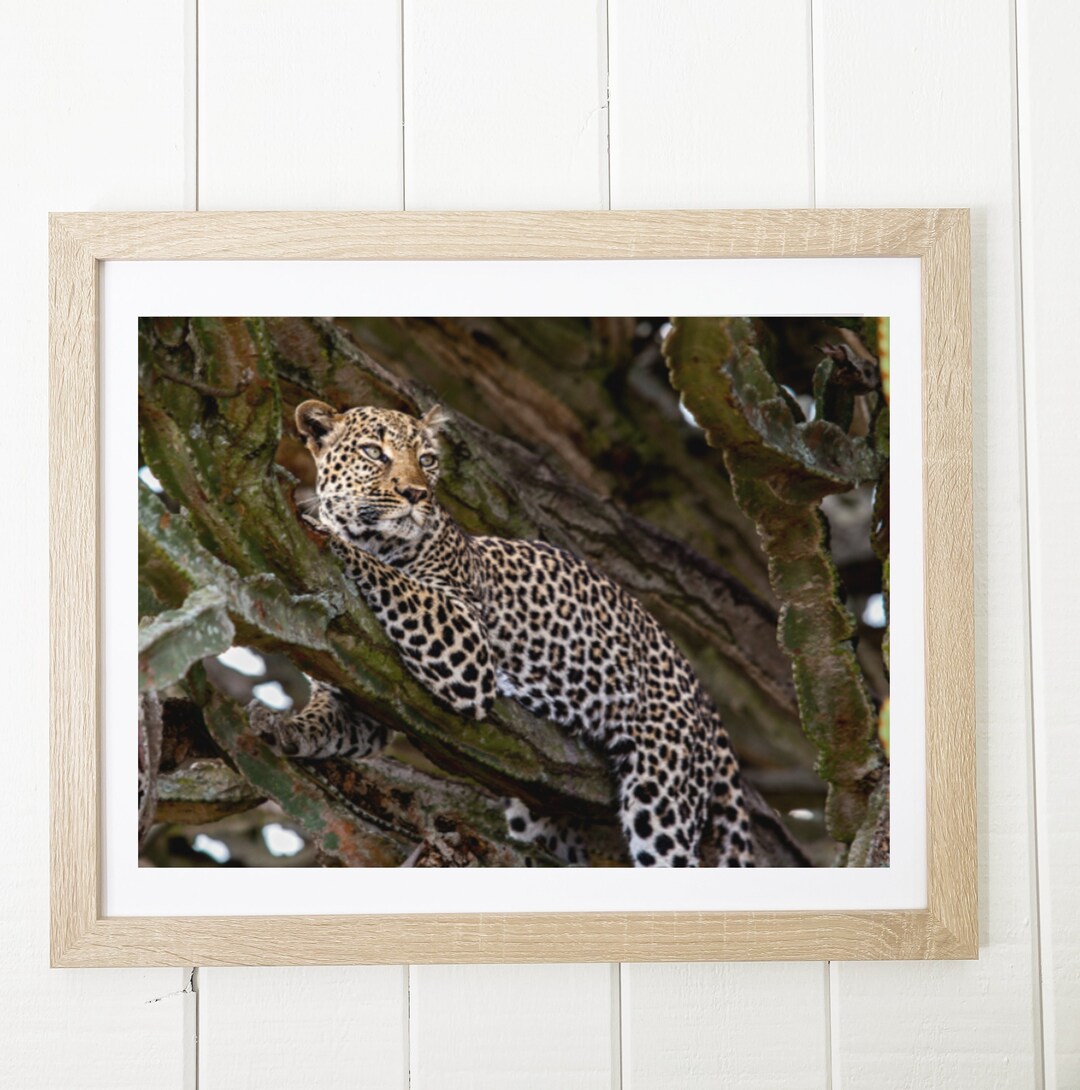 Photograph of Leopard in Cactus Tree | Conservation Photography ...