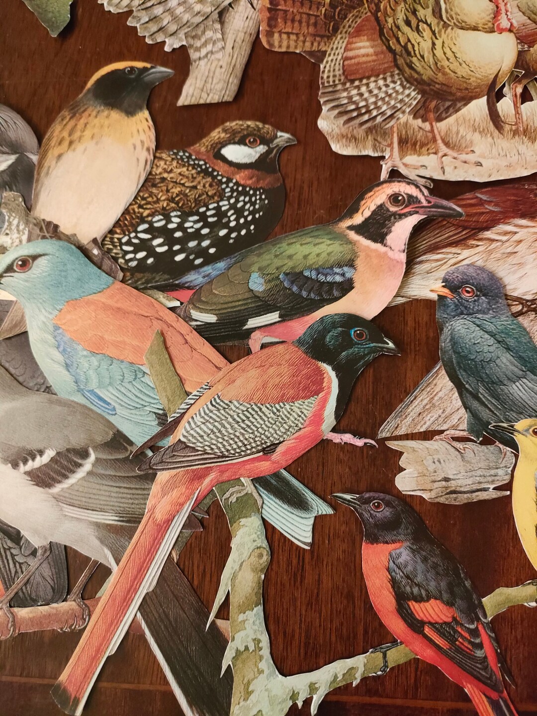 Large and Medium Sized Bird Ephemera Fussy Cuts Bundle Classic Animal ...