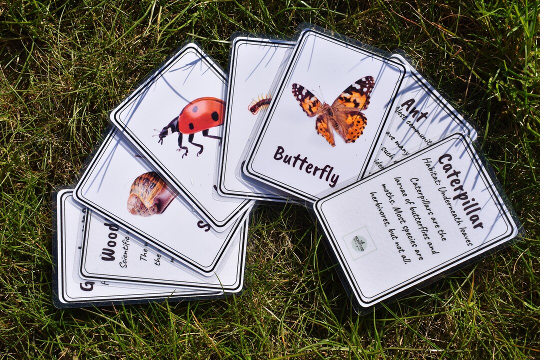 Toddler Flash Cards Minibeasts | Printable Flash Cards | Early Years ...
