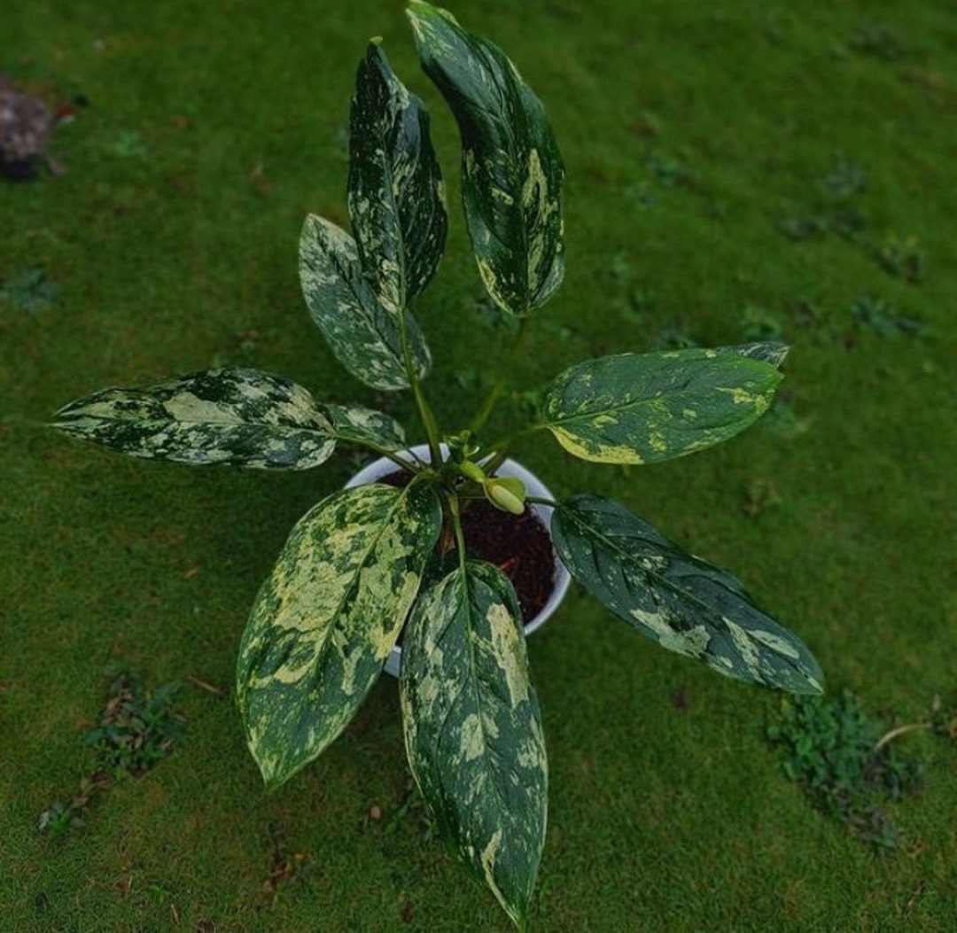 Aglaonema Simplex Variegated rare Item - Etsy