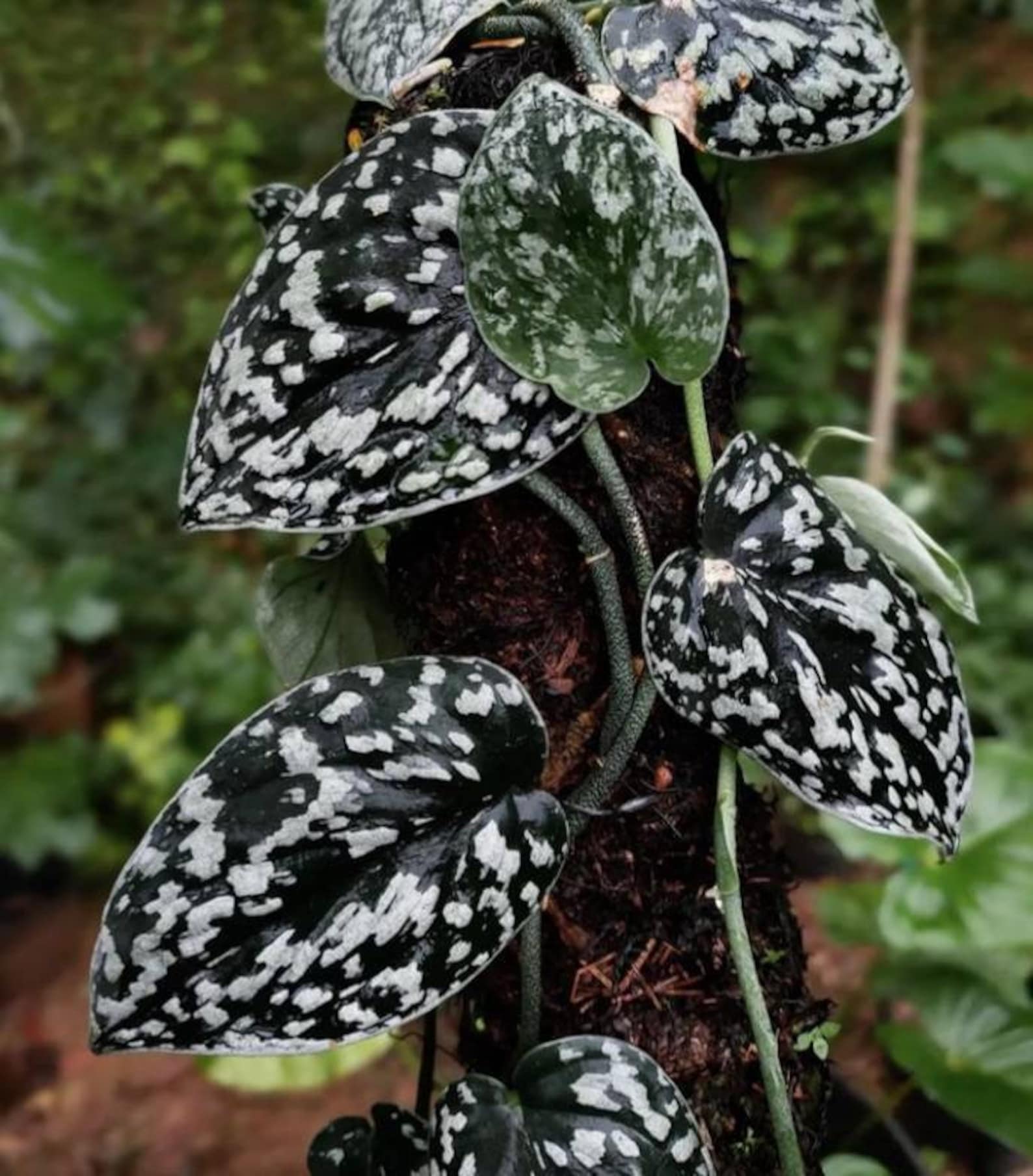 Scindapsus Sp Borneo - Etsy