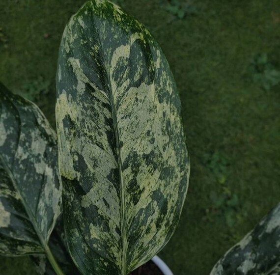 Aglaonema Simplex