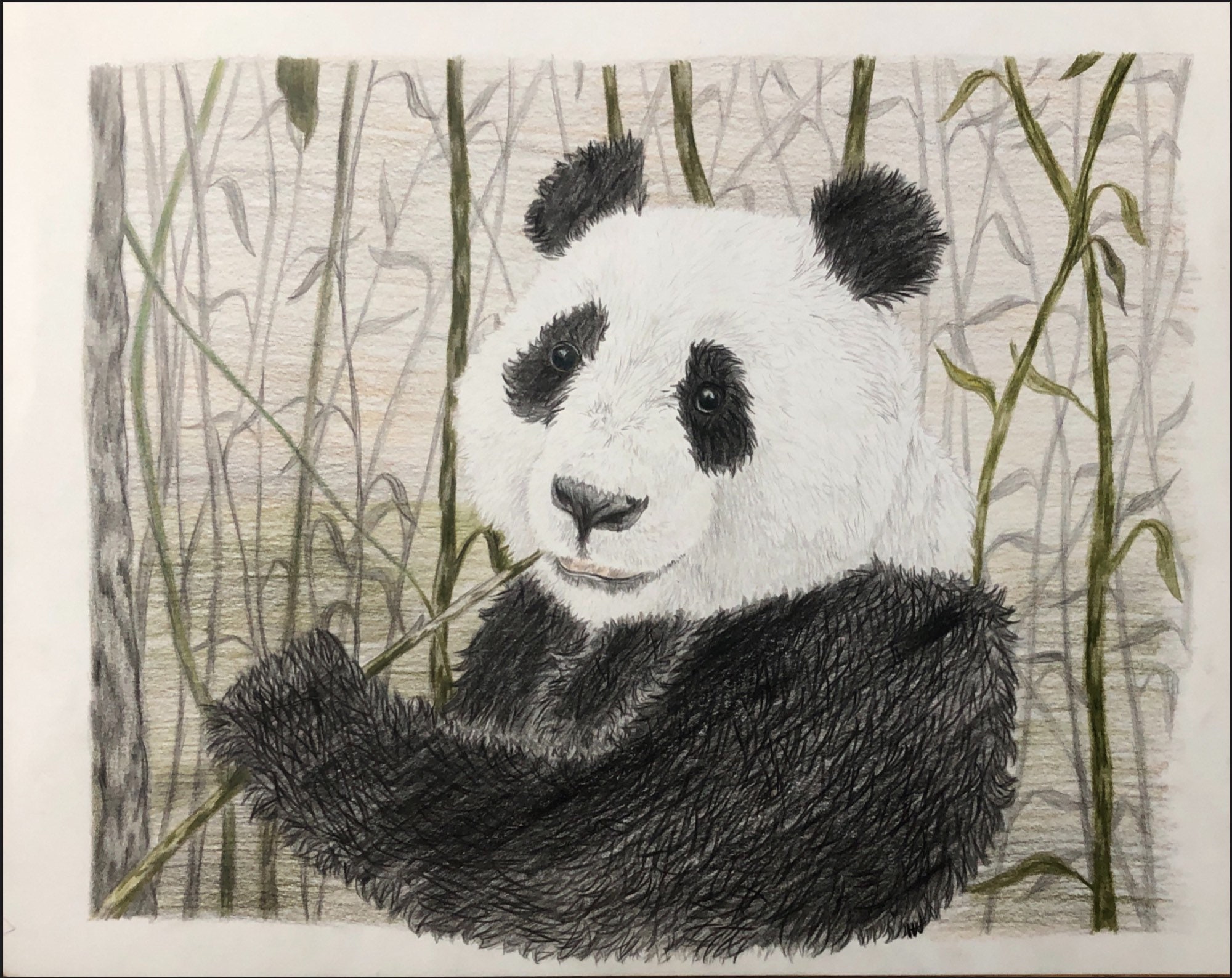 Panda Bear Pencil Drawing