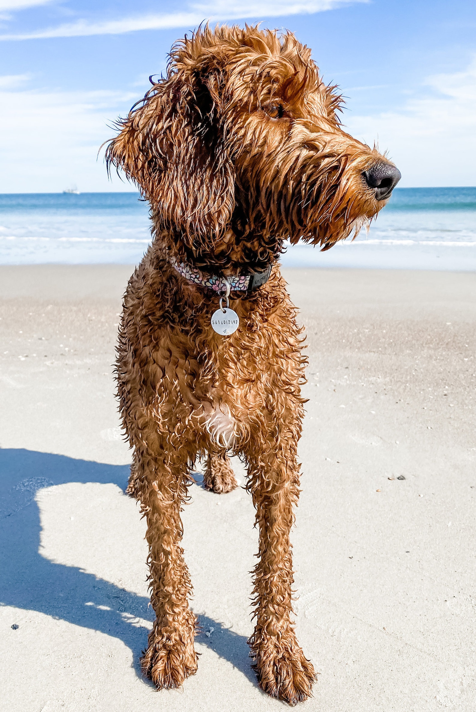 Simple Custom Hand Stamped Dog Tag Dog Tags for Dogs Pet Id | Etsy