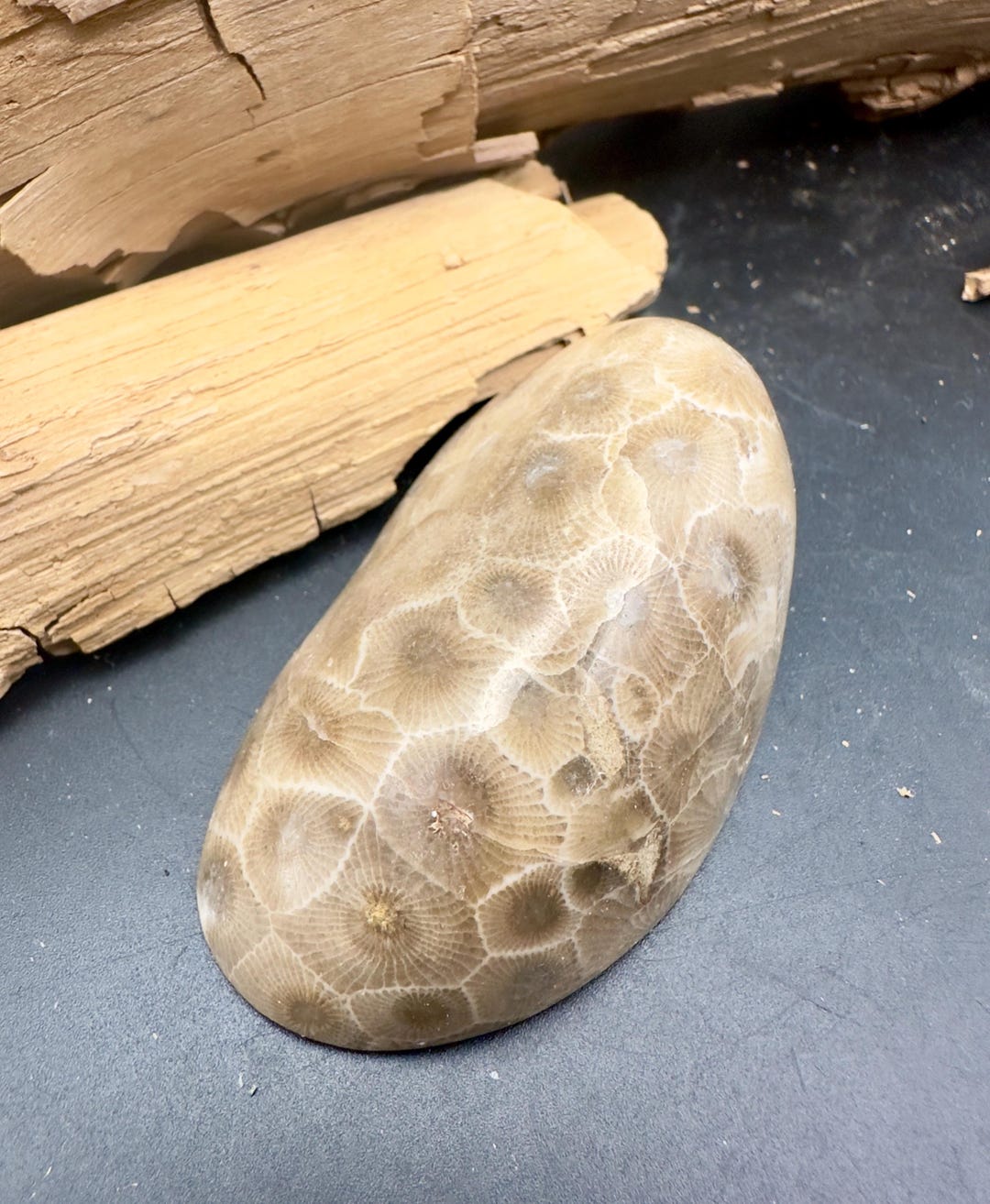 Petoskey Stone With Flat Base, Polished Michigan Stones, Fossils ...