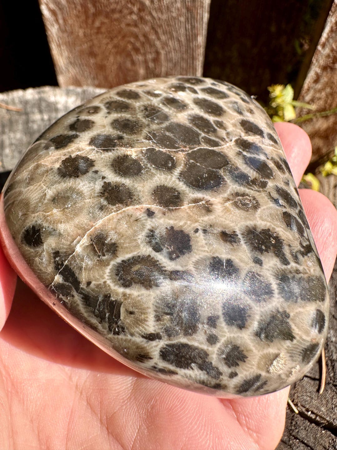 Stunning Polished Petoskey Stone, Polished Michigan Stones, Fossils ...