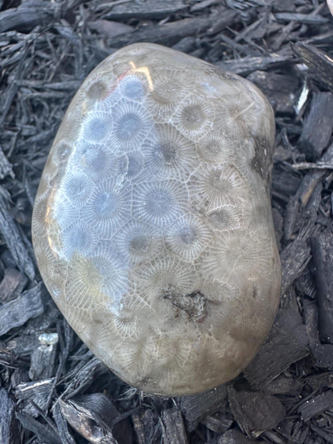 Polished Petoskey Stone: Michigan Fossil Display Rock - Etsy