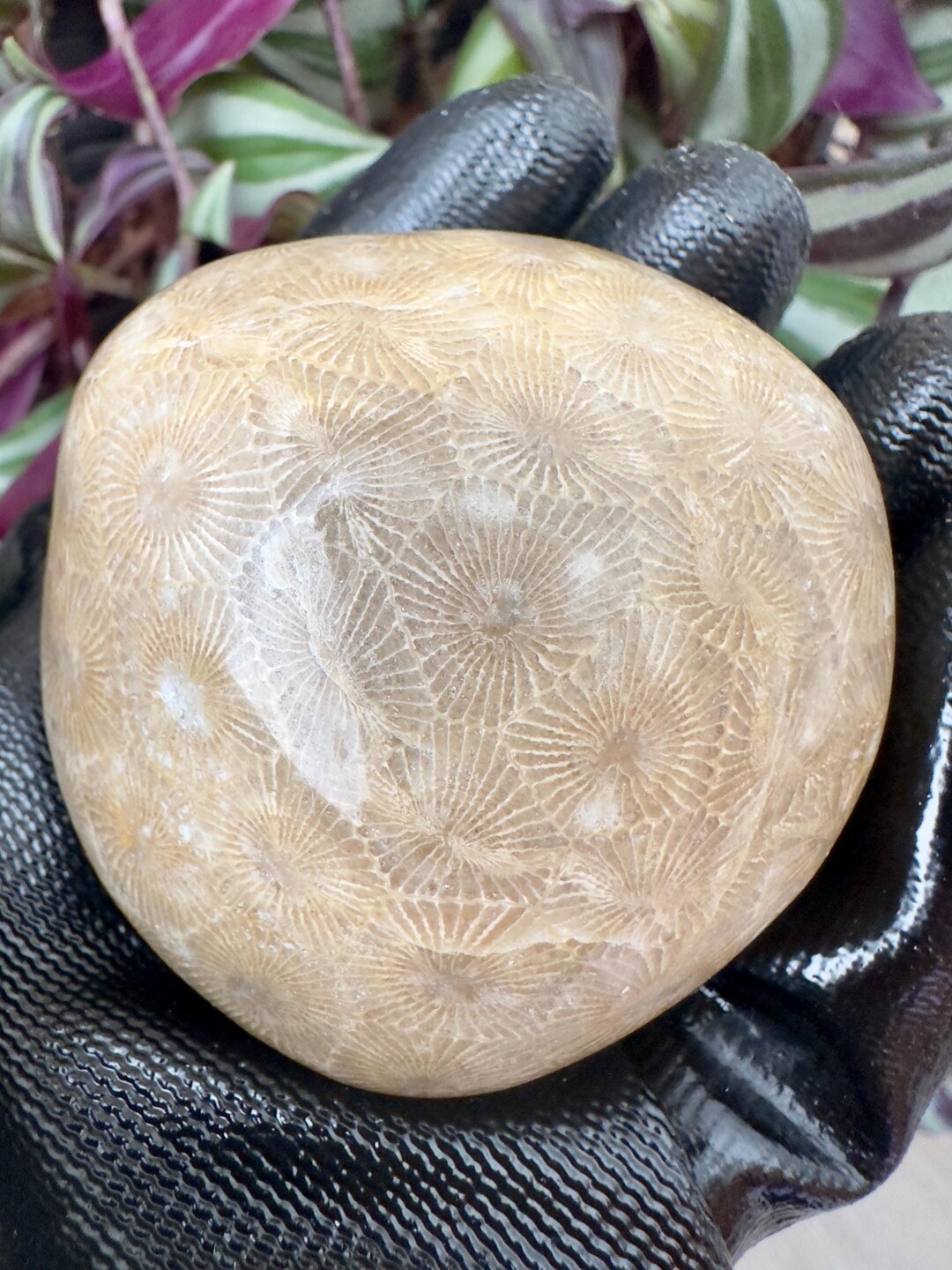 Petoskey Stone, Light Color, Polished Michigan Stones, Fossils, Display ...