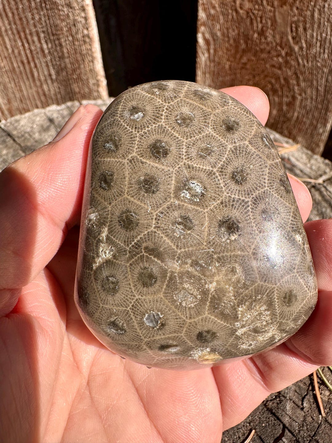Stunning Polished Petoskey Stone, Polished Michigan Stones, Fossils ...