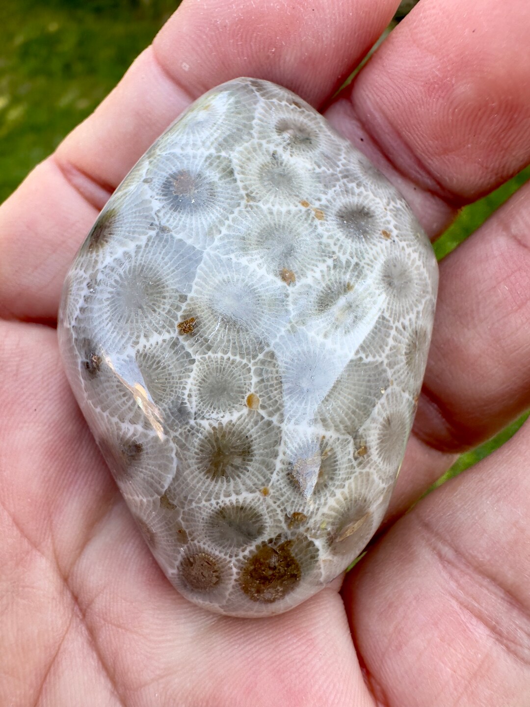 Stunning Polished Petoskey Stone, Polished Michigan Stones, Fossils ...