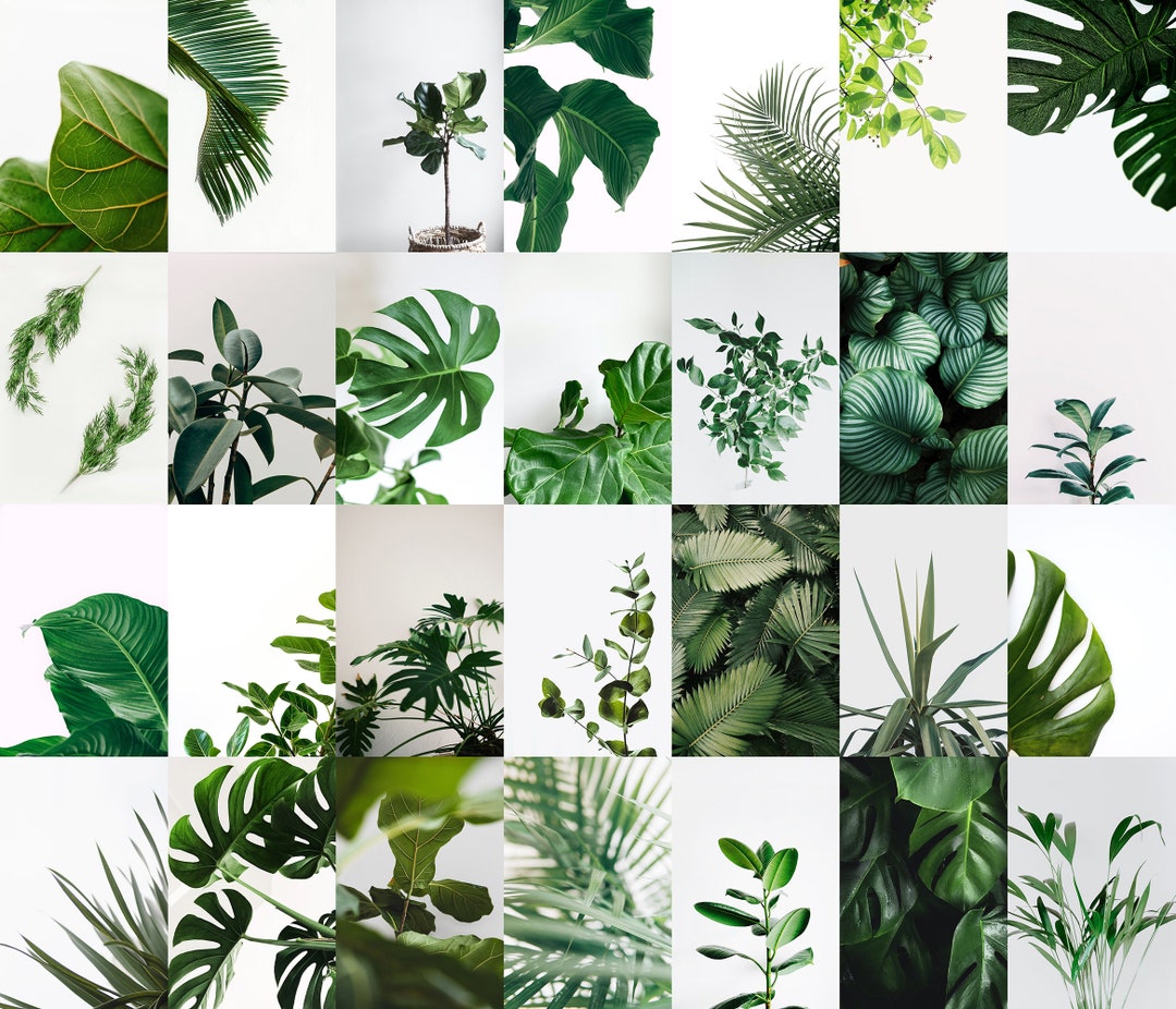 Plants Wall Collage Kit Botanical Green Collage Kit Aesthetic Wall ...