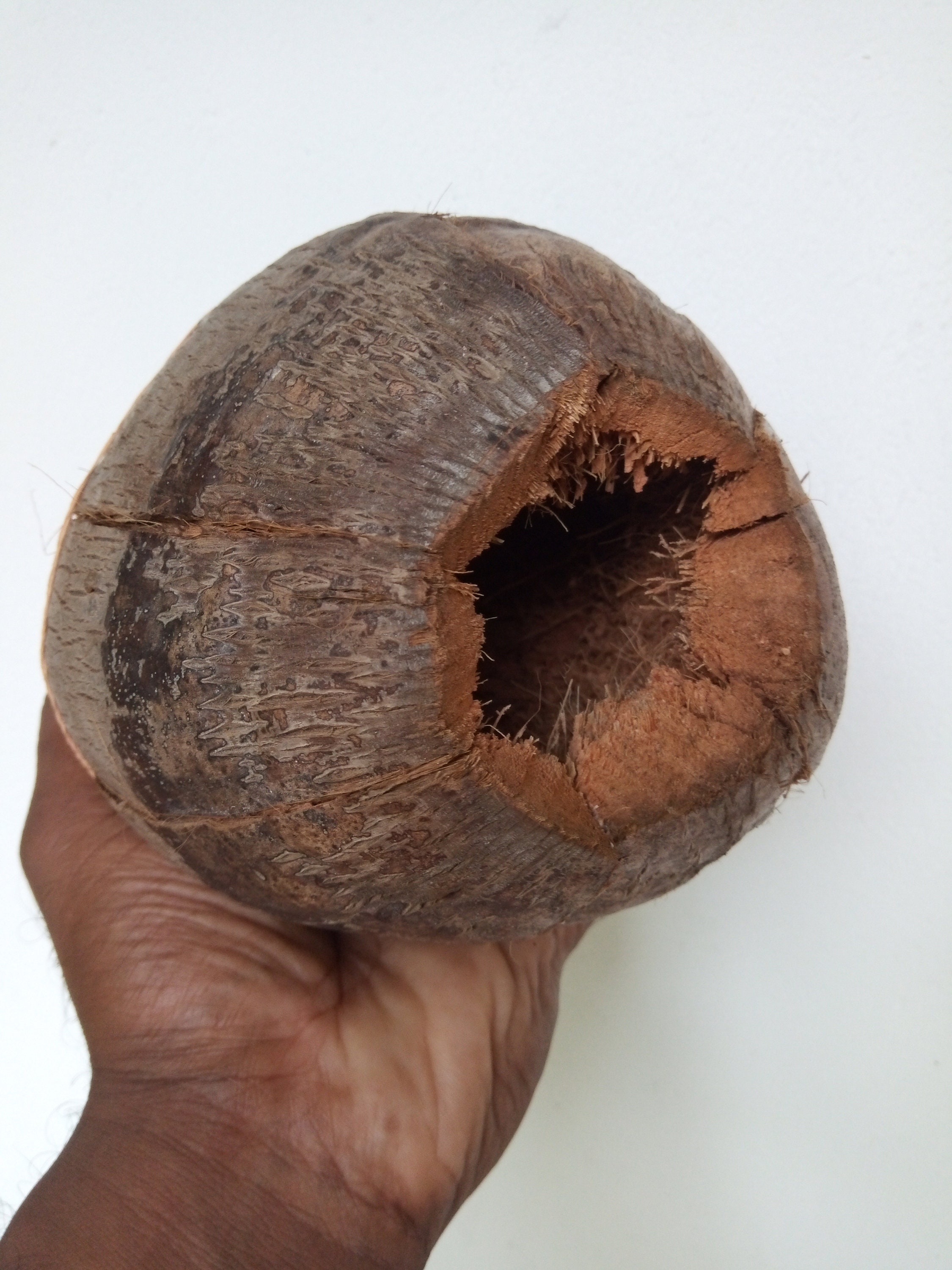 Coconut Husk Bird Nest House, Cage Feeder,lodging Natural - Etsy