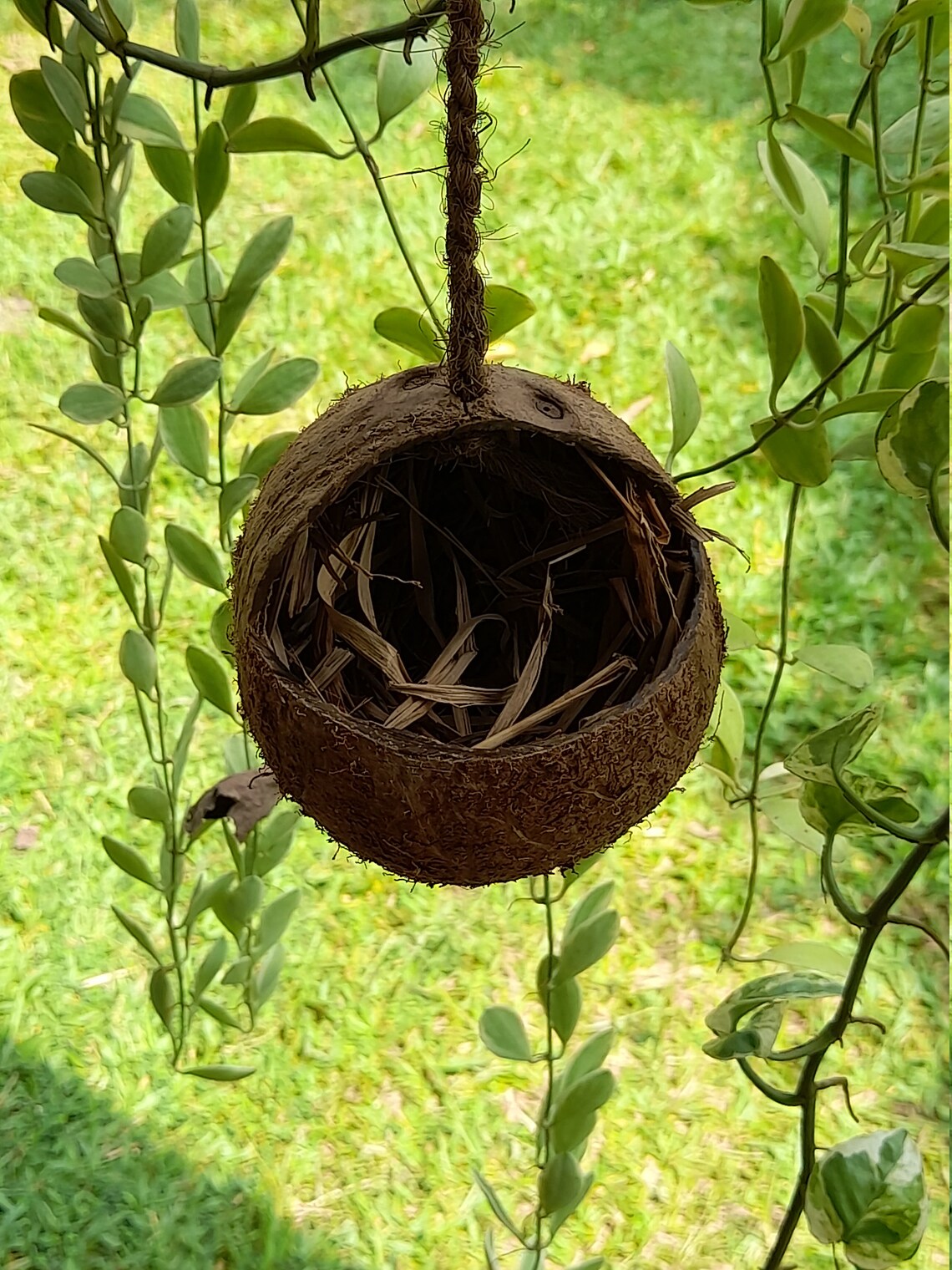 Bird Cage Feeder ,nest House Coconut Shell , Out Door Garden Bird ...