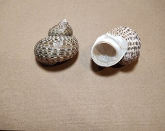 Mexican Turbo Shell - Etsy