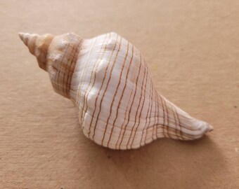 Striped Fox Shell - Etsy
