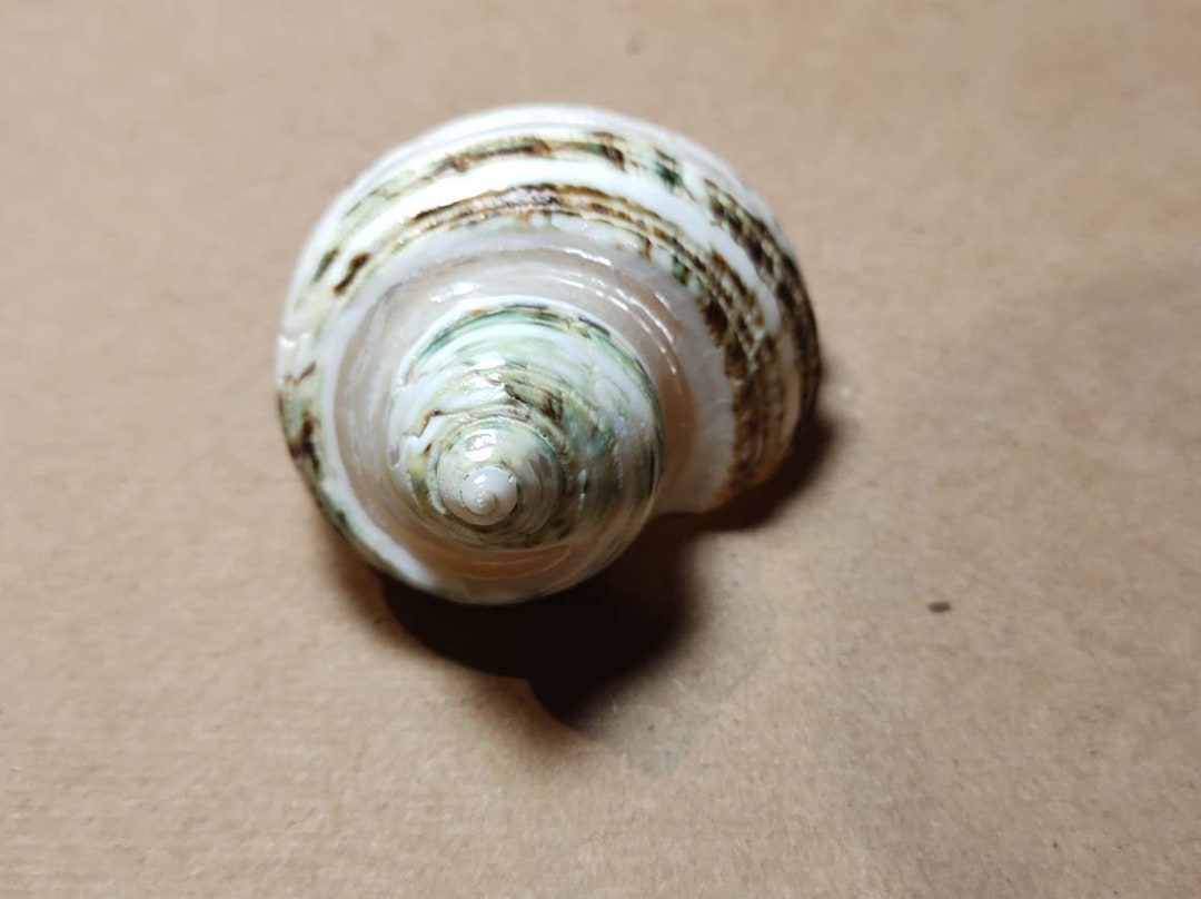 Hermit Crab Shell Green Striped Turbo - Etsy