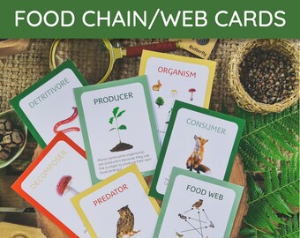 Food Web Cycle - Etsy