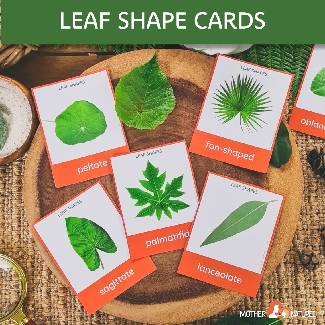 Leaf Shape Cards Leaf Shapes Leaf Study Plant Anatomy Leaf ...