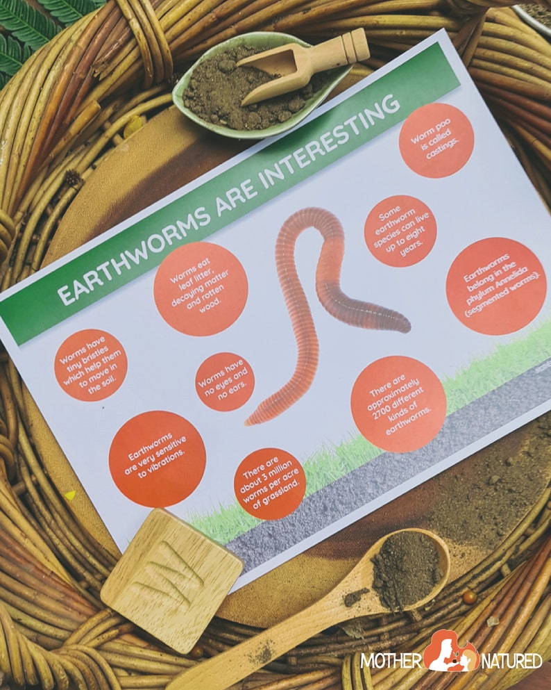 Earthworm Study Bundle Earthworm Activities Earth Worm - Etsy