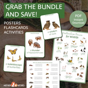 Animal Collective Nouns PACK | Collective Nouns BUNDLE| Wildlife ...