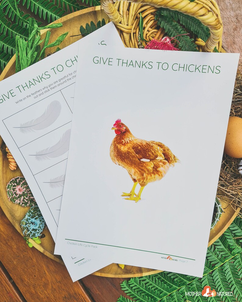 CHICKEN LIFE CYCLE Printables Life Cycle of a Chicken | Etsy