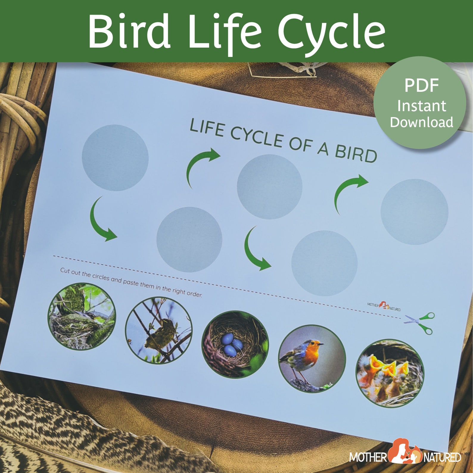 Bird Life Cycle Bird Study Bird Life Cycleworksheets Bird Printables ...