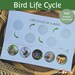 Bird Life Cycle Bird Study Bird Life Cycleworksheets Bird Printables ...