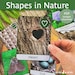 Nature Shapes Poster and Cards | Nature Shapes Preschool | Nature ...