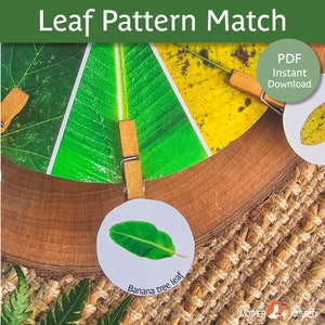 Leaf Matching Activity | Leaf Pattern Activity | Autumn Study Printable ...