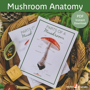 Mushroom Anatomy Poster and Activity | Parts of a Mushroom Printable ...